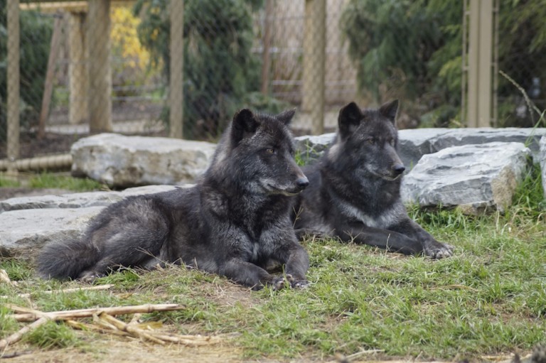 Help Us Say Goodbye to the Gray Wolves - Buffalo Zoo