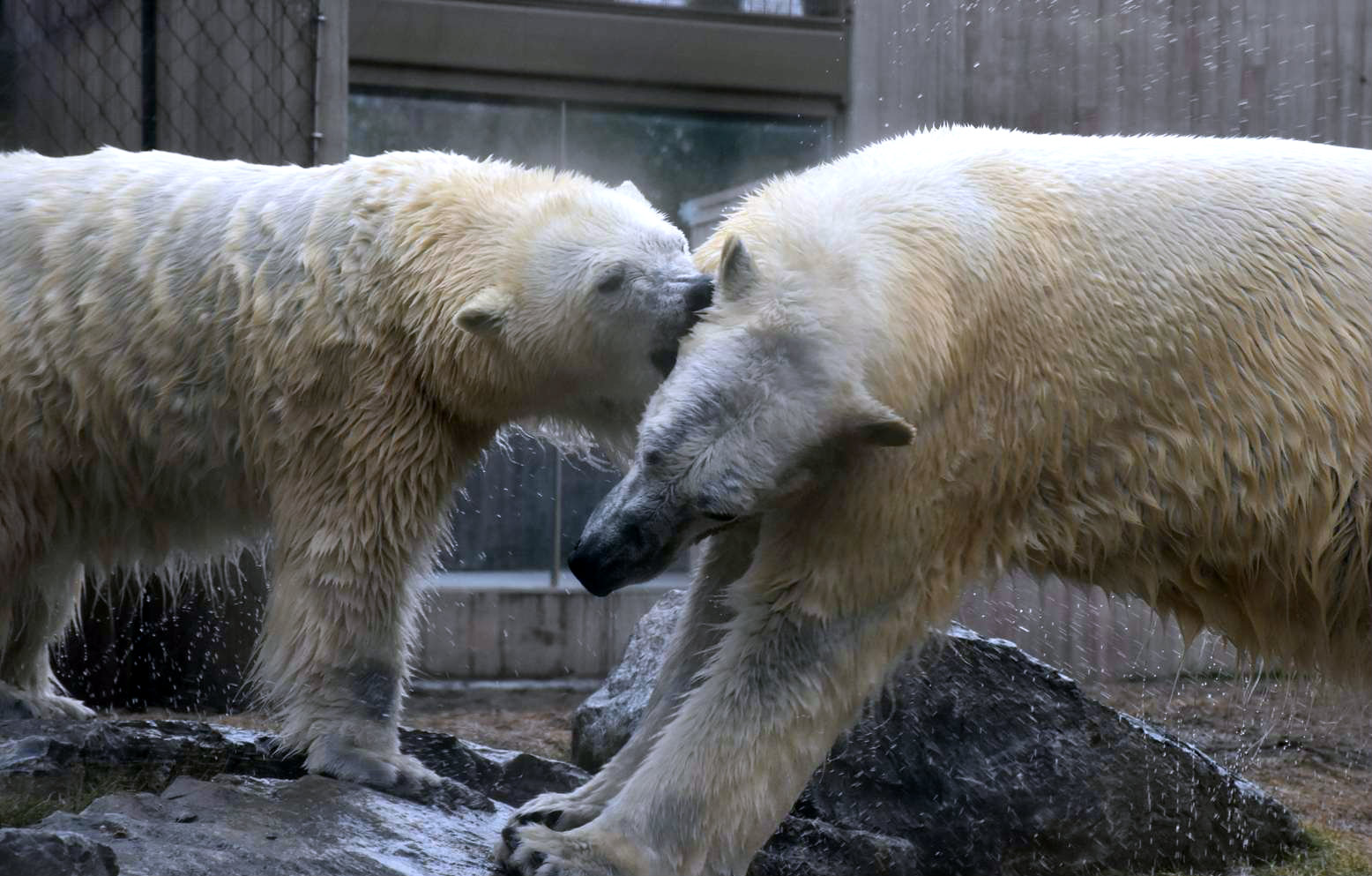 Love Is In The Air - Buffalo Zoo
