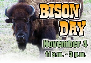 Bison Day - Buffalo Zoo