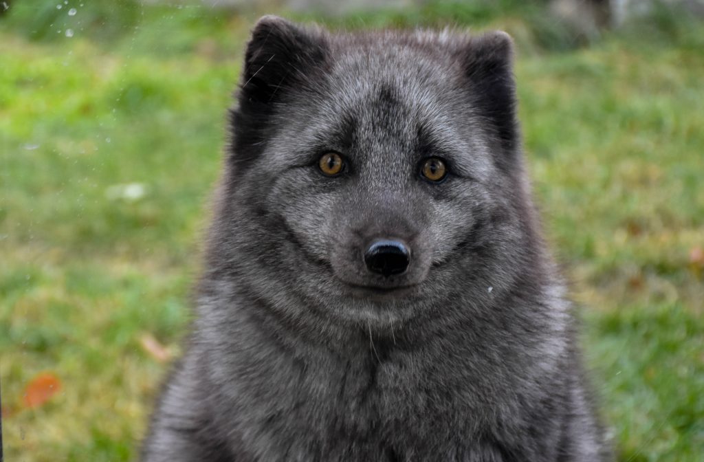 A Perfect Fit - Buffalo Zoo