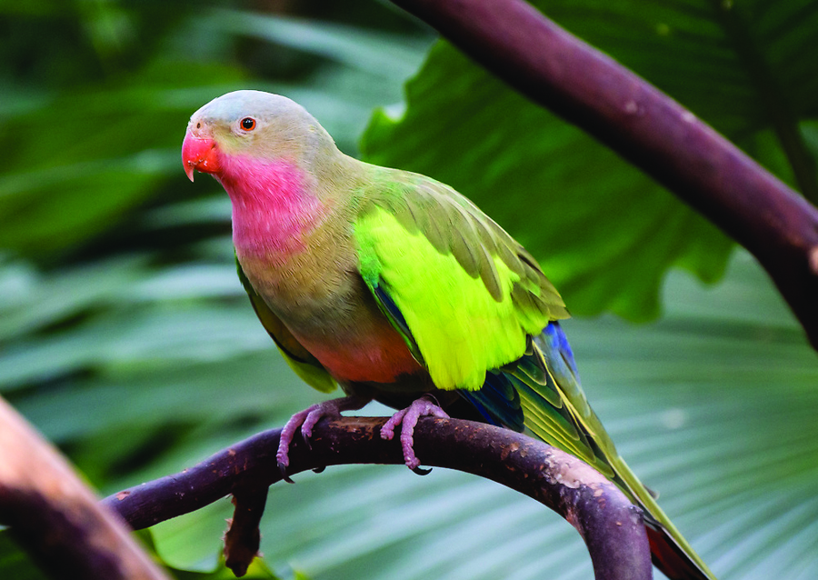 Birds from Down Under - Buffalo Zoo