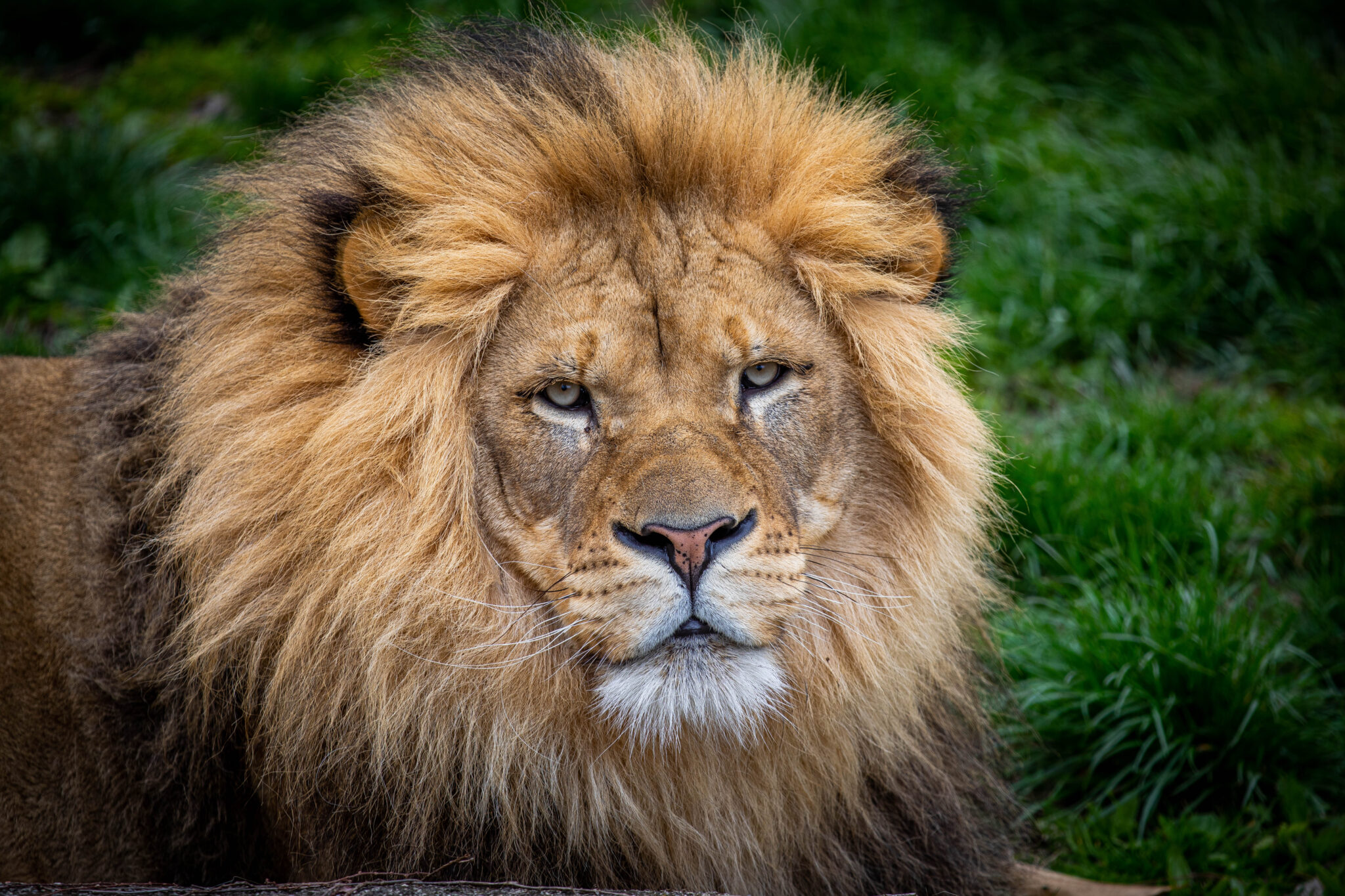 Lion on the Move: Roary the Lion Heads to Columbus Zoo and Aquarium ...