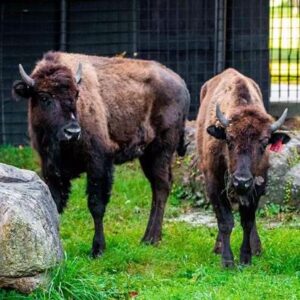 Tickets | The Buffalo Zoo | Buffalo, NY