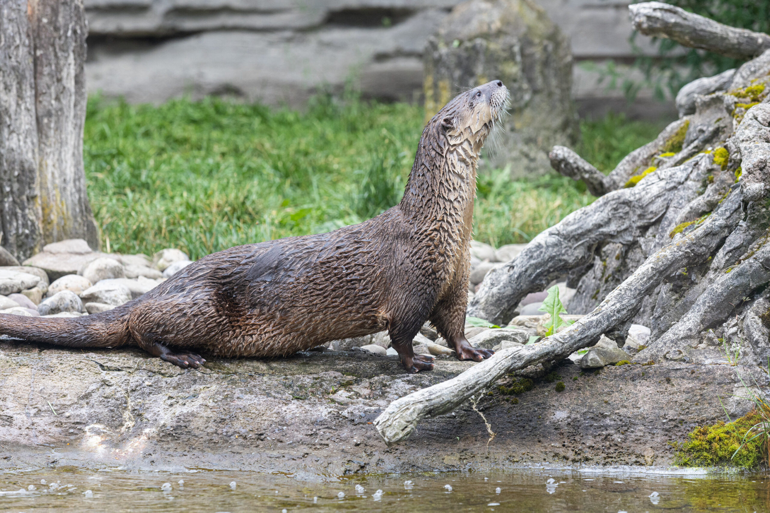 North American River Otter