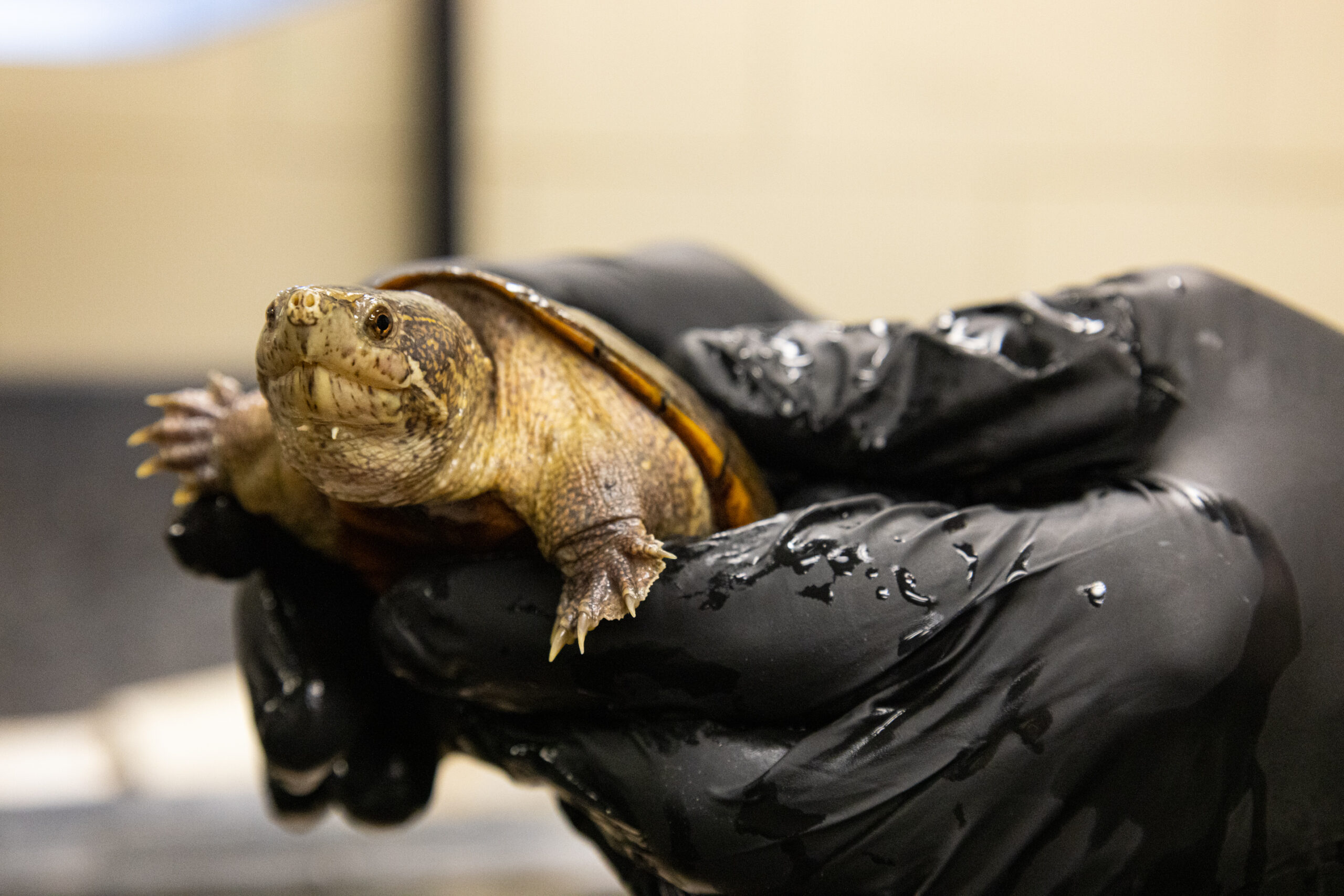 Buffalo Zoo leading the way to help save rare turtle species from ...