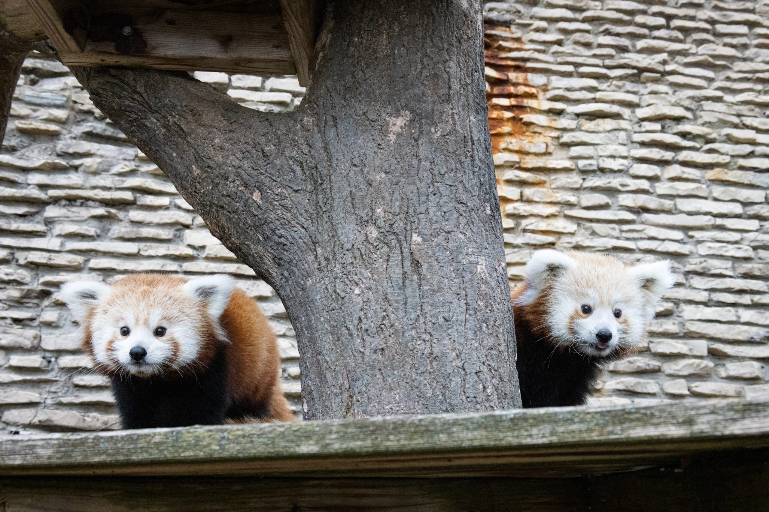 Red panda cubs now exploring outdoor exhibit - Buffalo Zoo