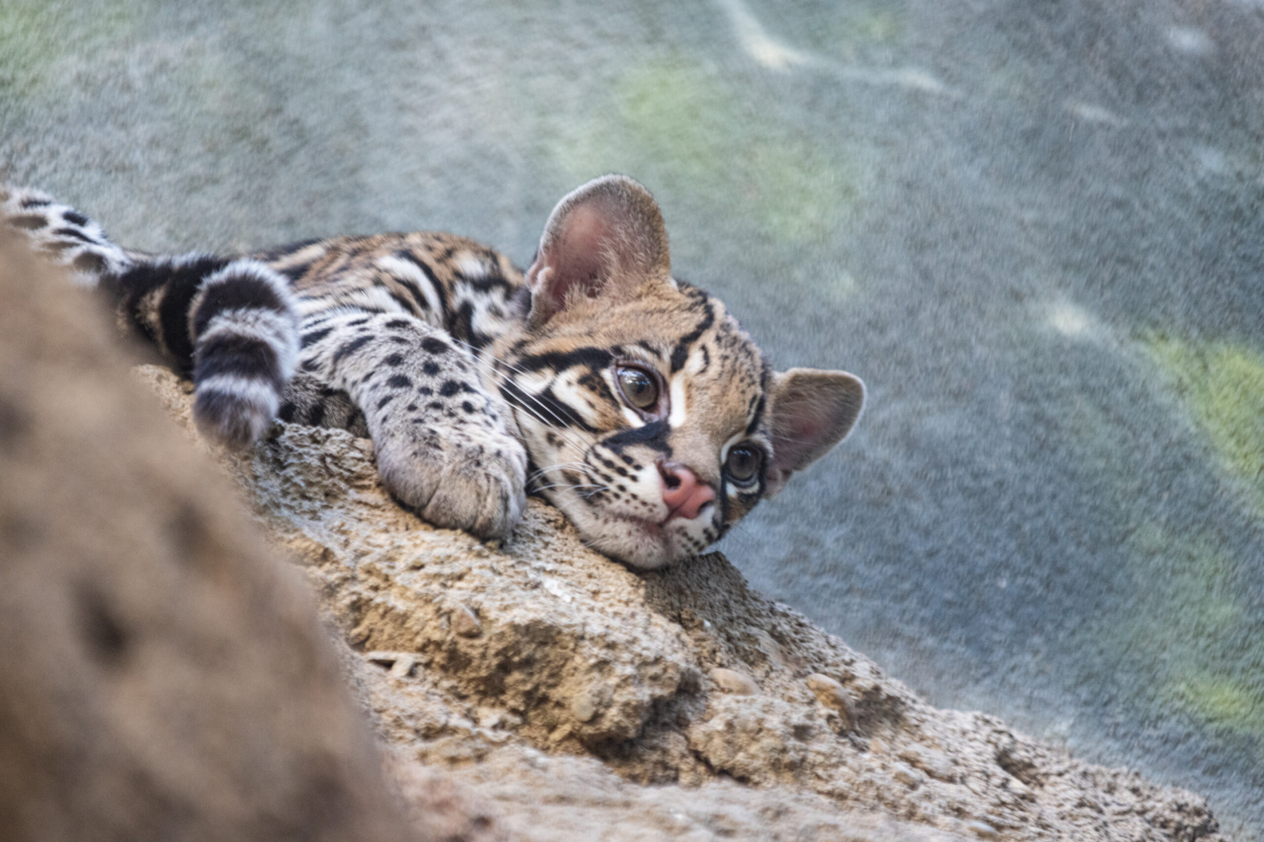 Ocelot kitten Luca spending more time out on exhibit - Buffalo Zoo