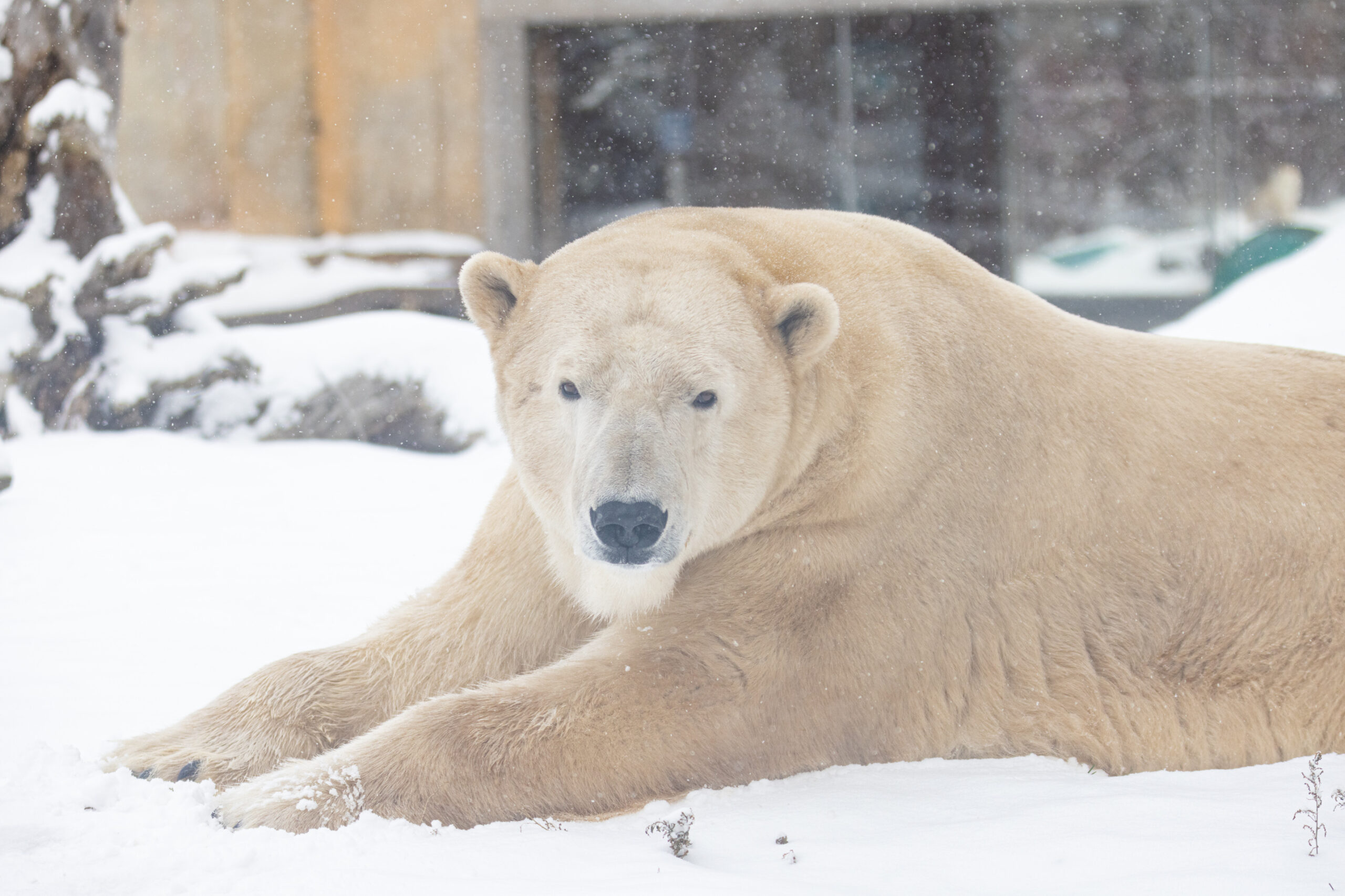Zoo News: 10 Years of Garman Family Arctic Edge - Buffalo Zoo